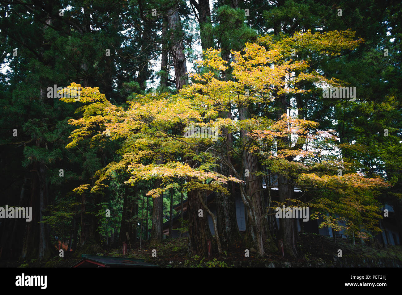 Nikko scenery hi-res stock photography and images - Alamy