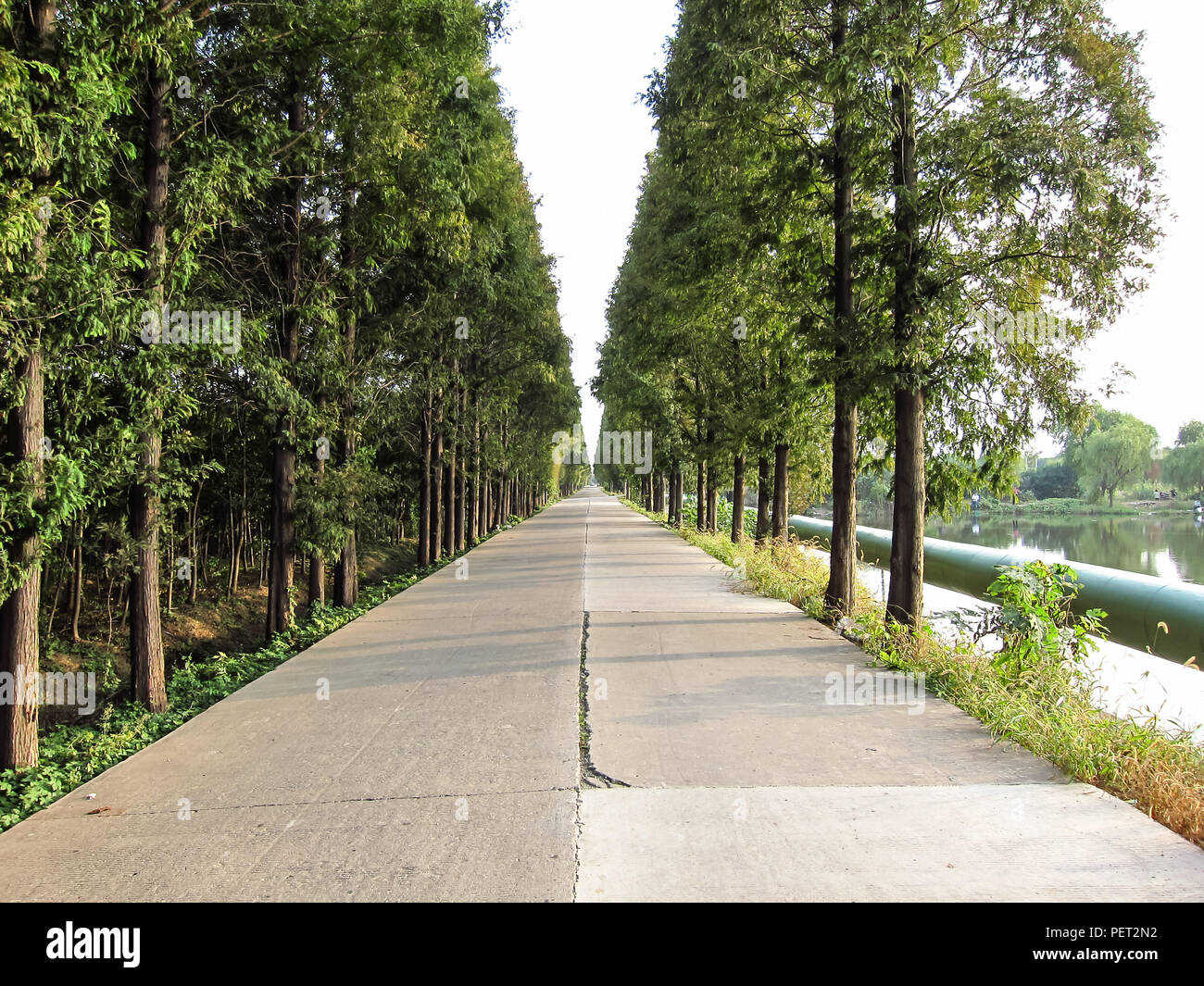 Straight Green Trees and Road Stock Photo - Alamy