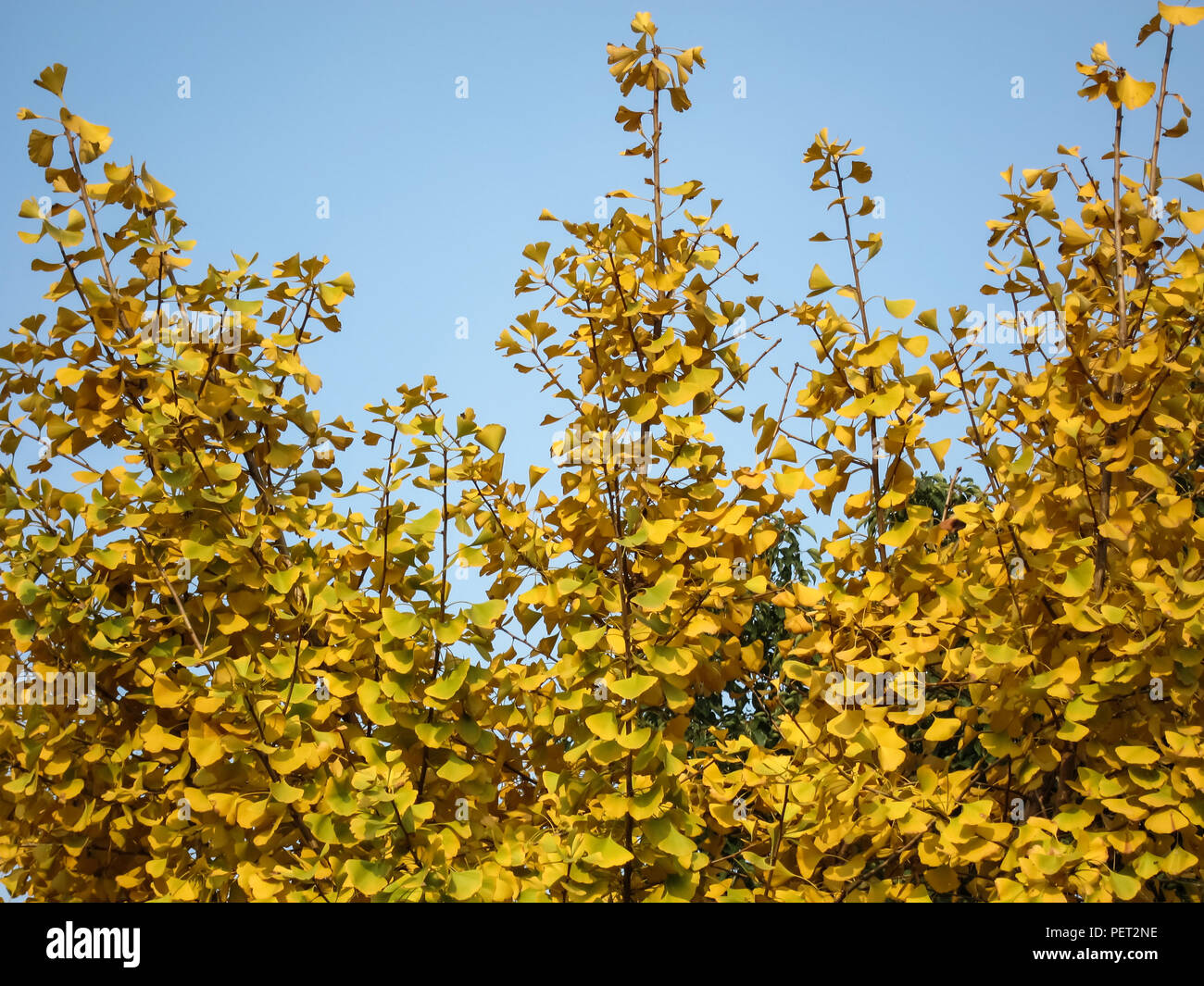 Autumn Ginkgo Trees Stock Photo - Alamy