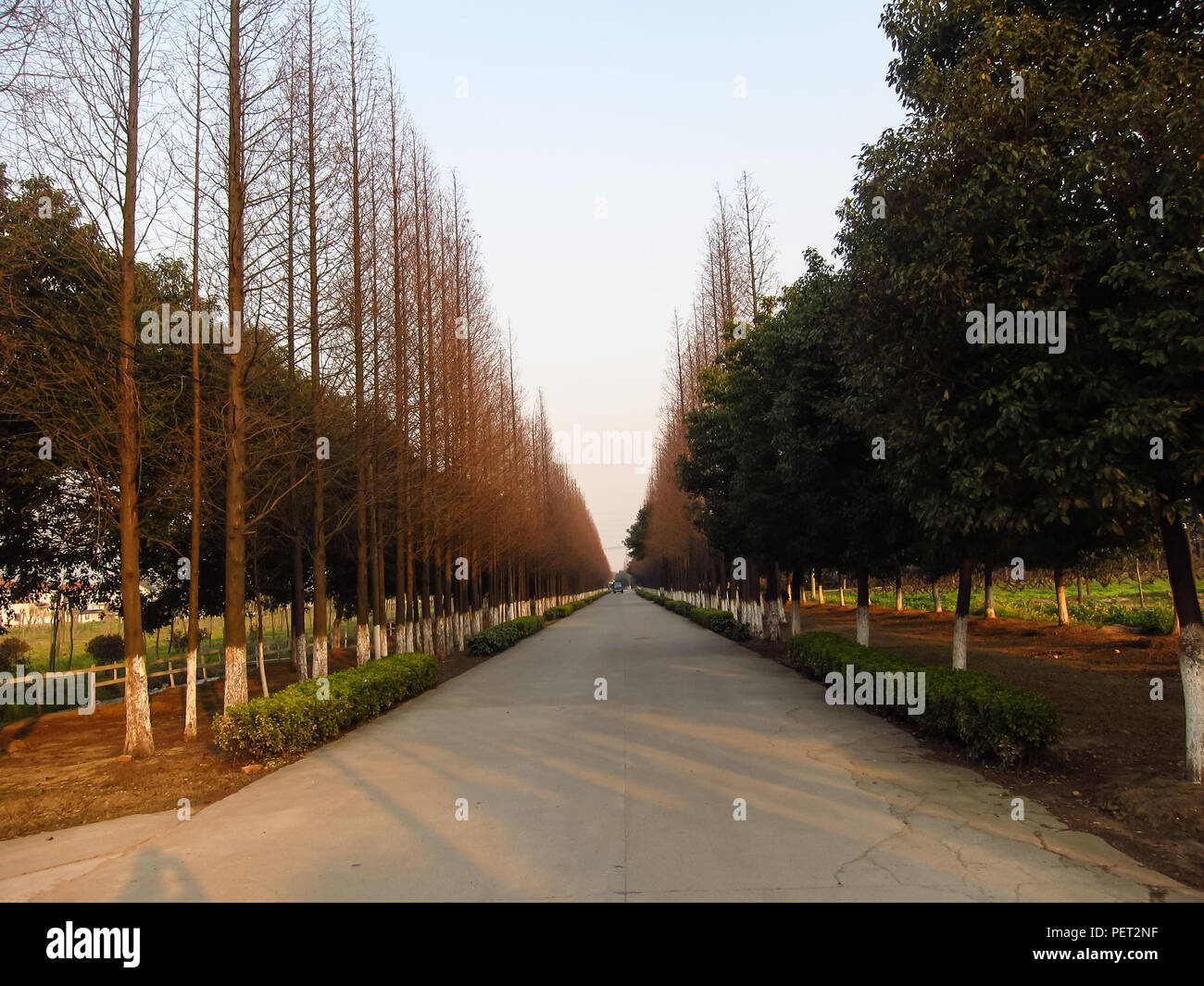 Perspective view straight rows hi-res stock photography and images - Alamy