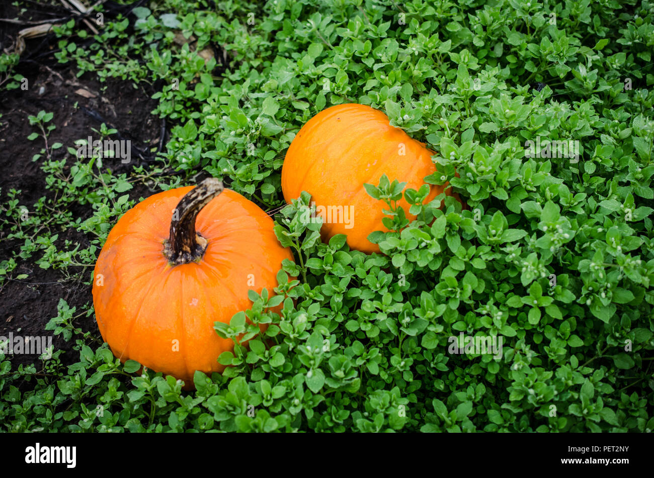 Pumpkins in outdoor field setting. Autumn seasonal vivid bright orange ...