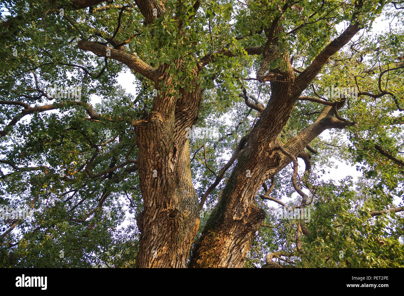 Green and Luxuriant trees Stock Photo - Alamy