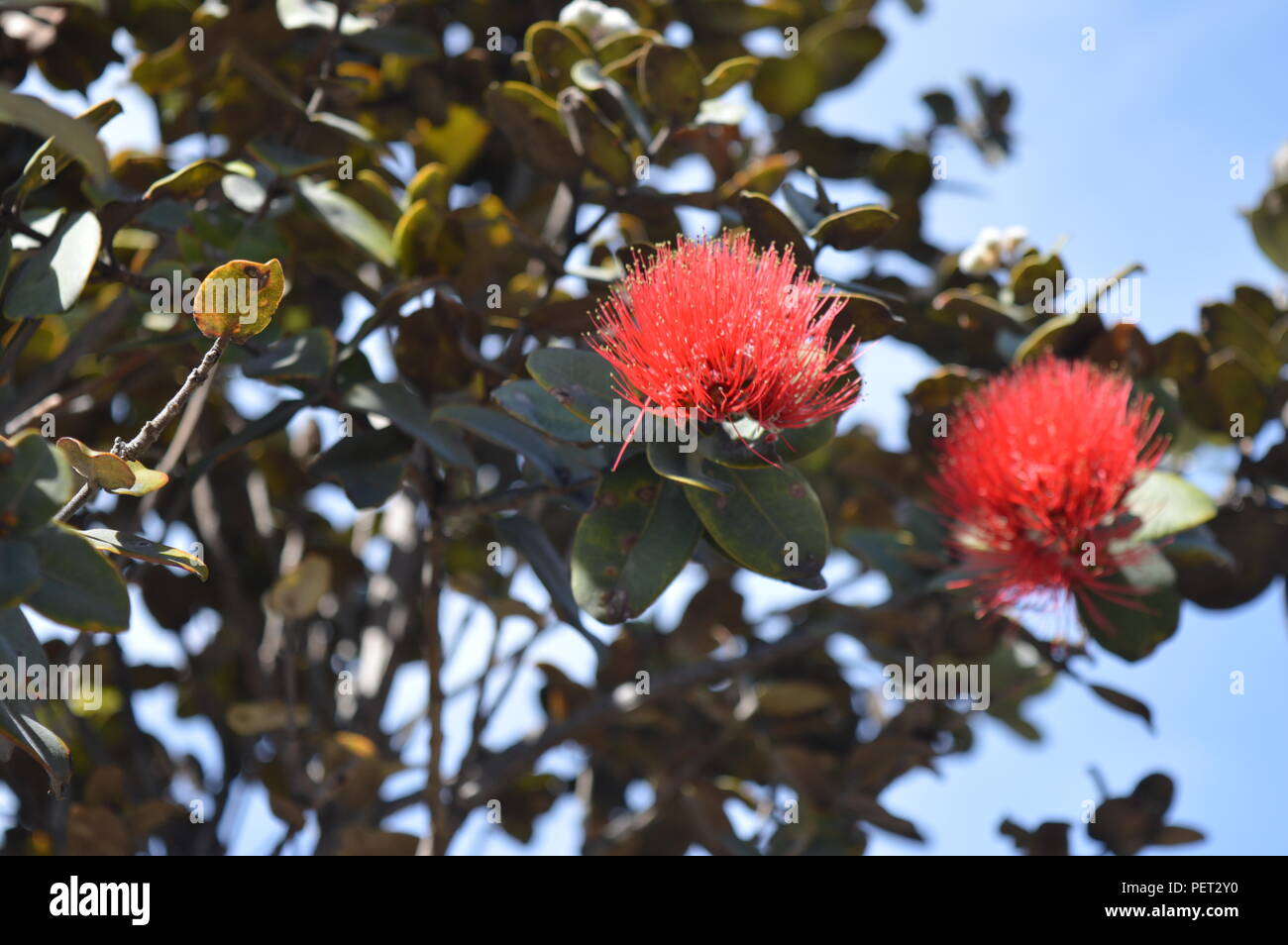 Volcanic Flower Pt. 2 Stock Photo - Alamy