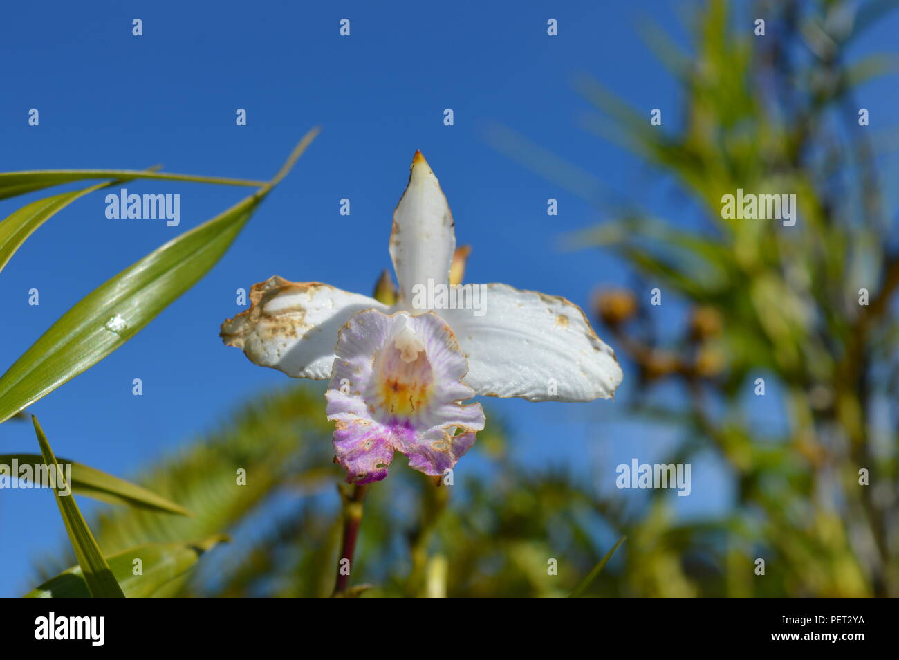 Nature withering hi-res stock photography and images - Alamy