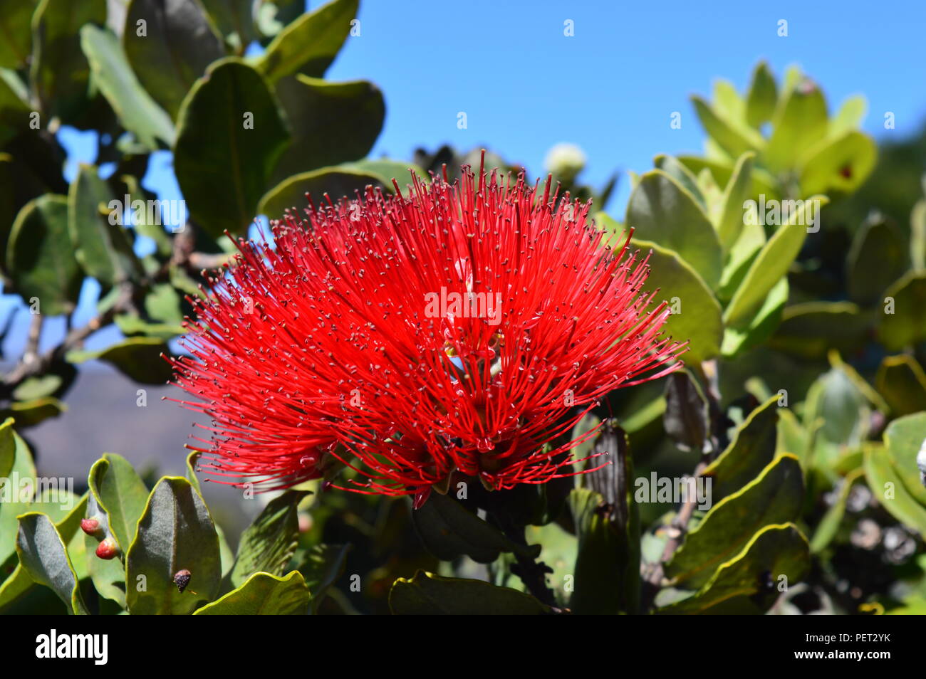 Red Flower in Volcano Stock Photo - Alamy