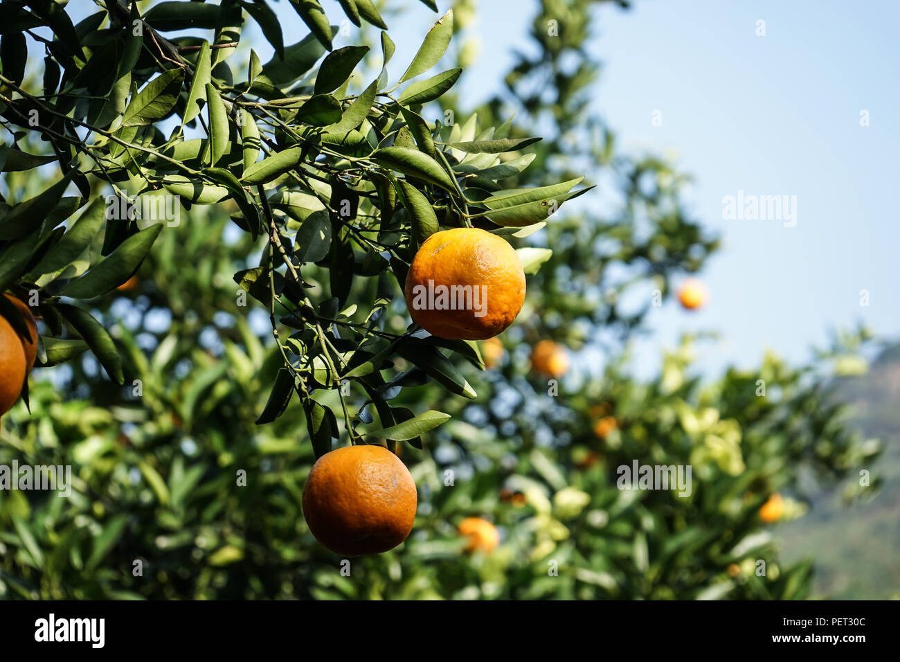 Ripe yellow orange Stock Photo - Alamy