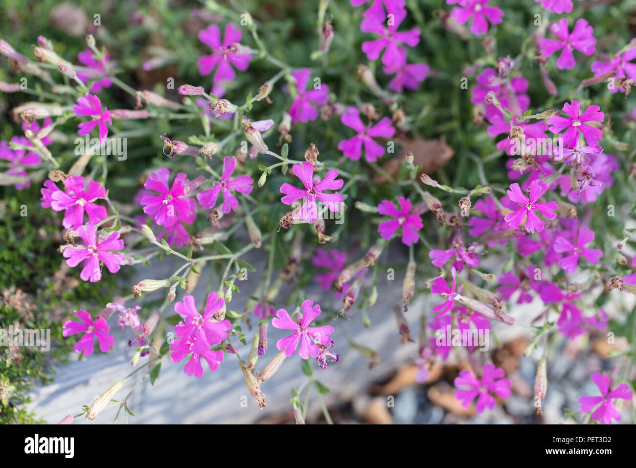 Autumn Catchfly, Höstglim (Silene schafta Stock Photo - Alamy