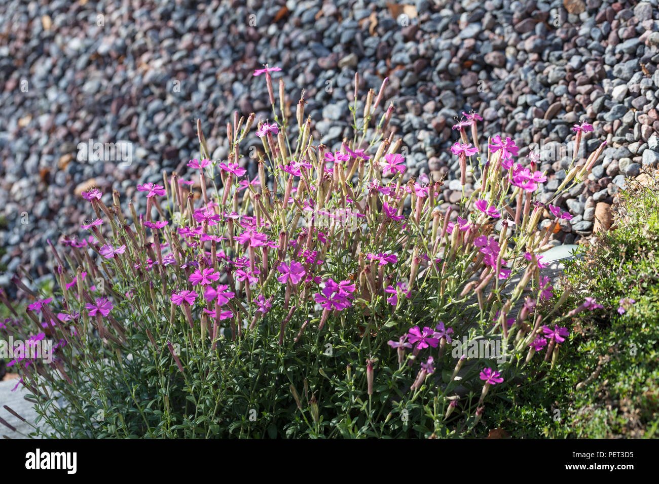 Autumn Catchfly, Höstglim (Silene schafta Stock Photo - Alamy