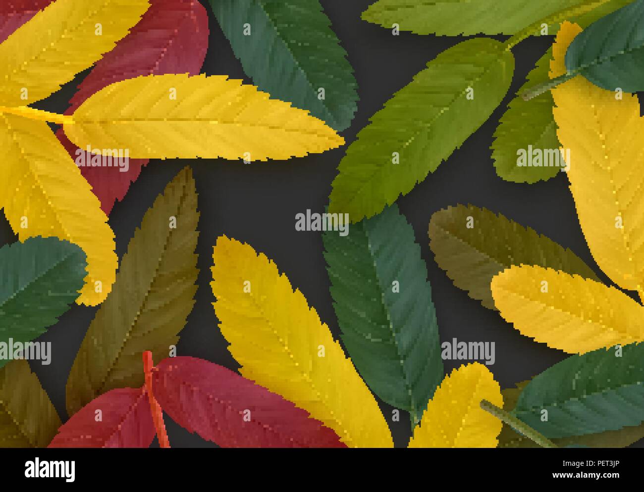 Fall Foliage. Autumn background with leaves in bright yellow green and ...