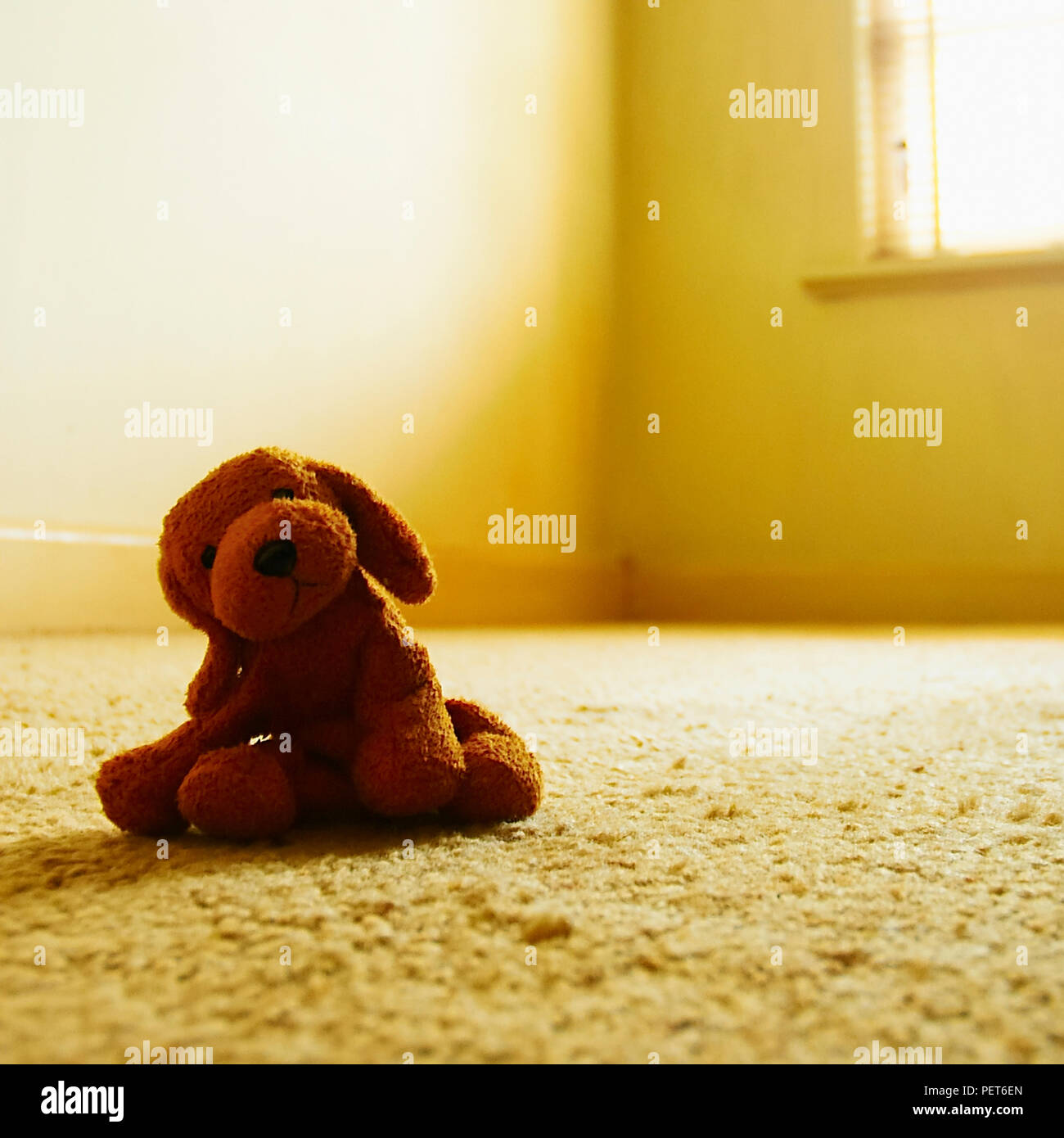Lost dog toy hi-res stock photography and images - Alamy