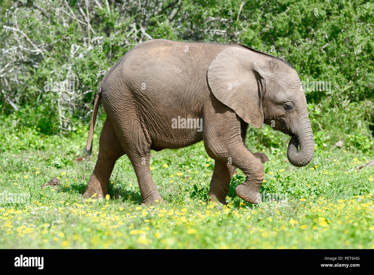African Bush Elephant, Addo Elephant National Park, Eastern Cape, South ...