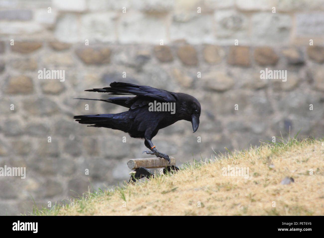 tower of London ravens Stock Photo - Alamy