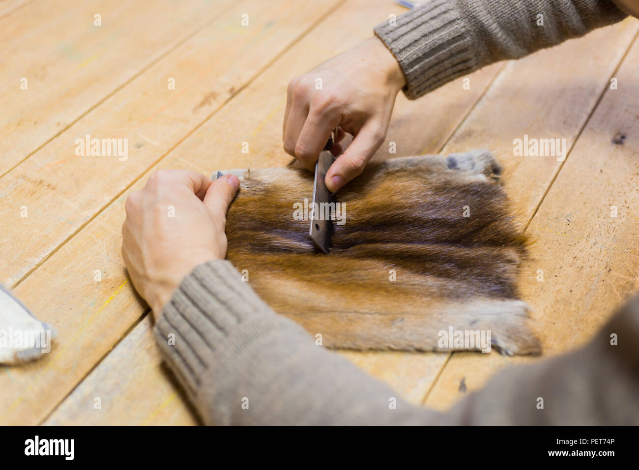 Professional male skinner, furrier working with mink fur skin at ...