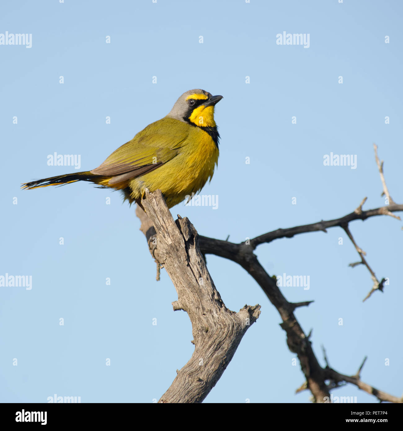 African endemic animals hi-res stock photography and images - Alamy