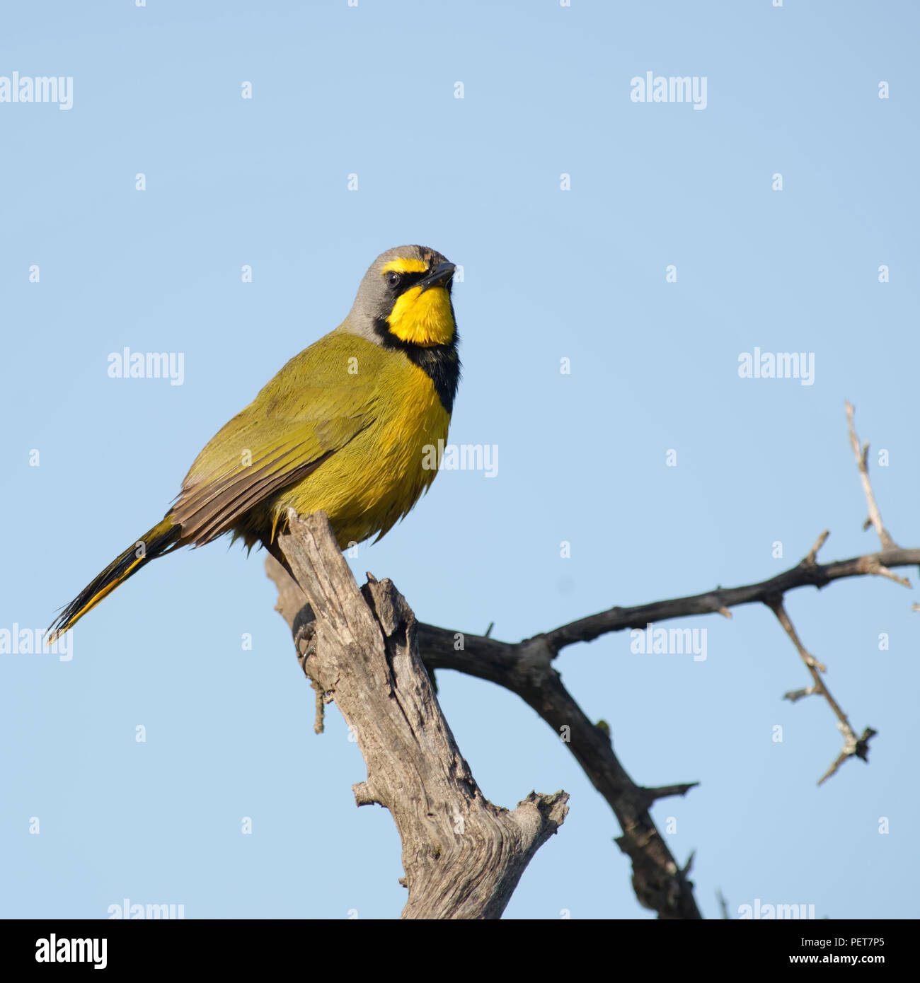 Small south african birds hi-res stock photography and images - Alamy
