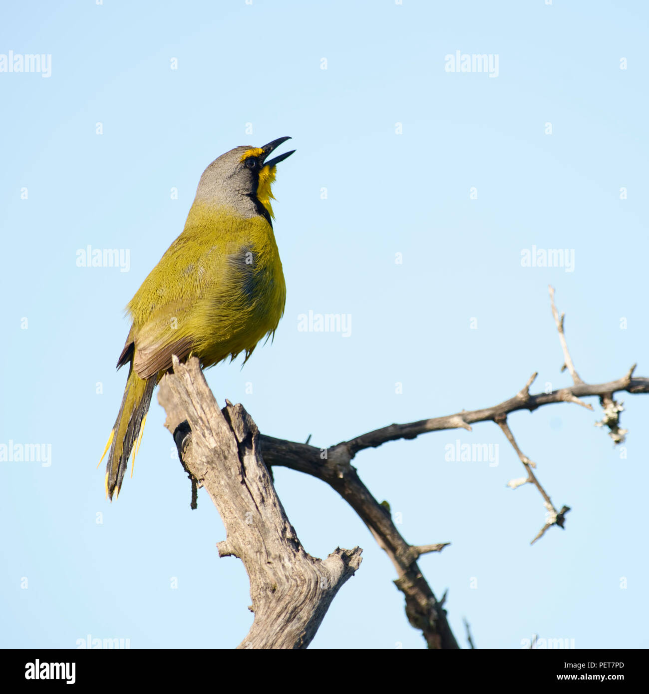 Addo birds hi-res stock photography and images - Alamy