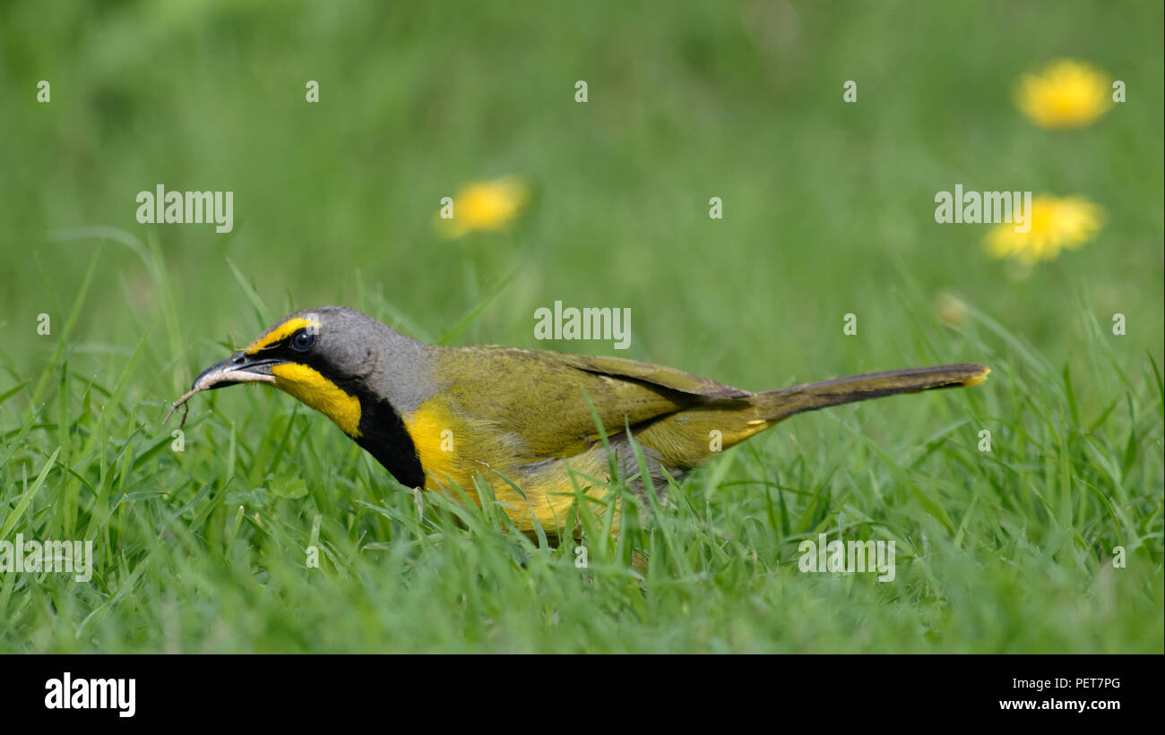 Addo birds hi-res stock photography and images - Alamy