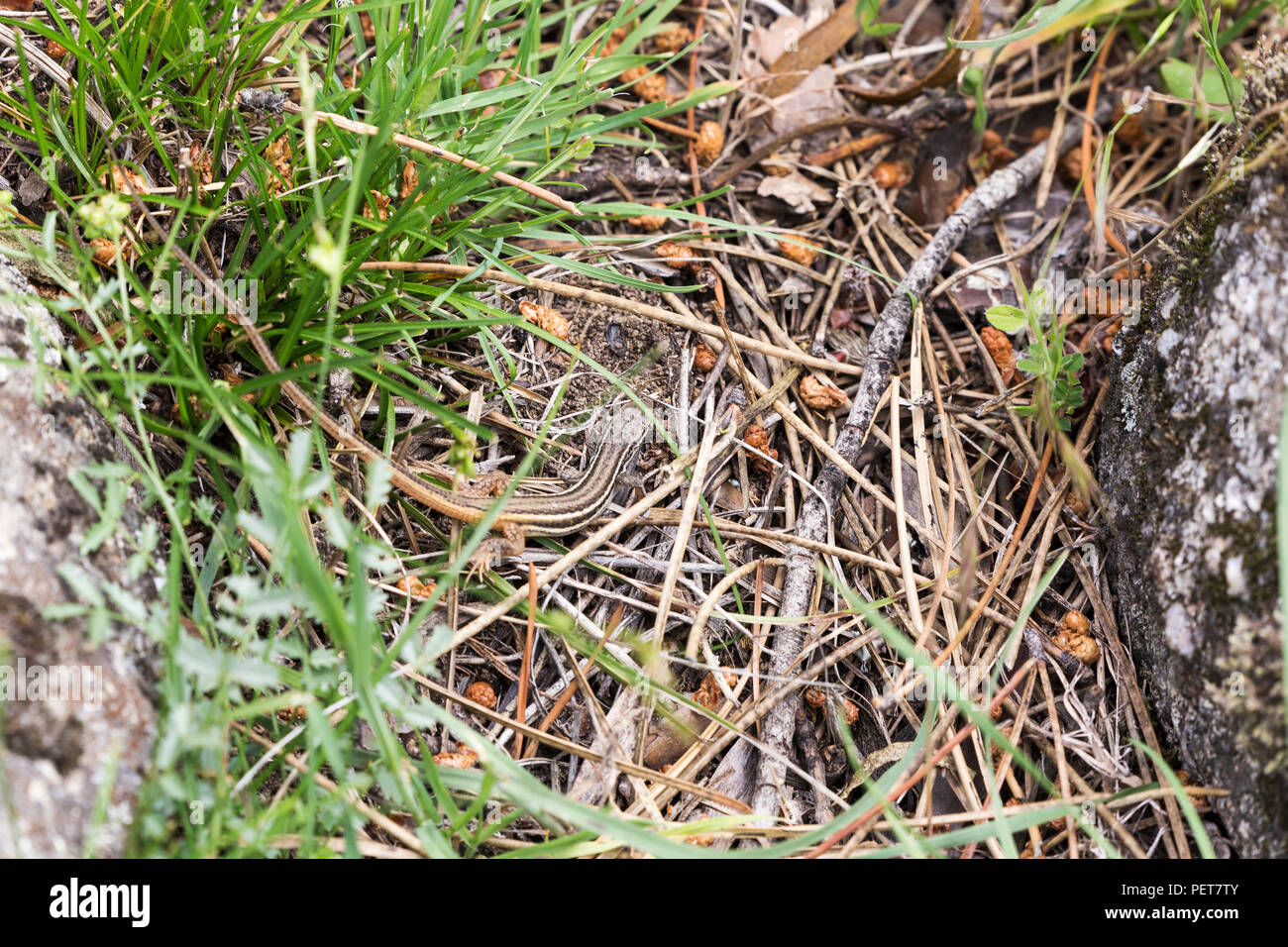 Dried lizards hi-res stock photography and images - Alamy