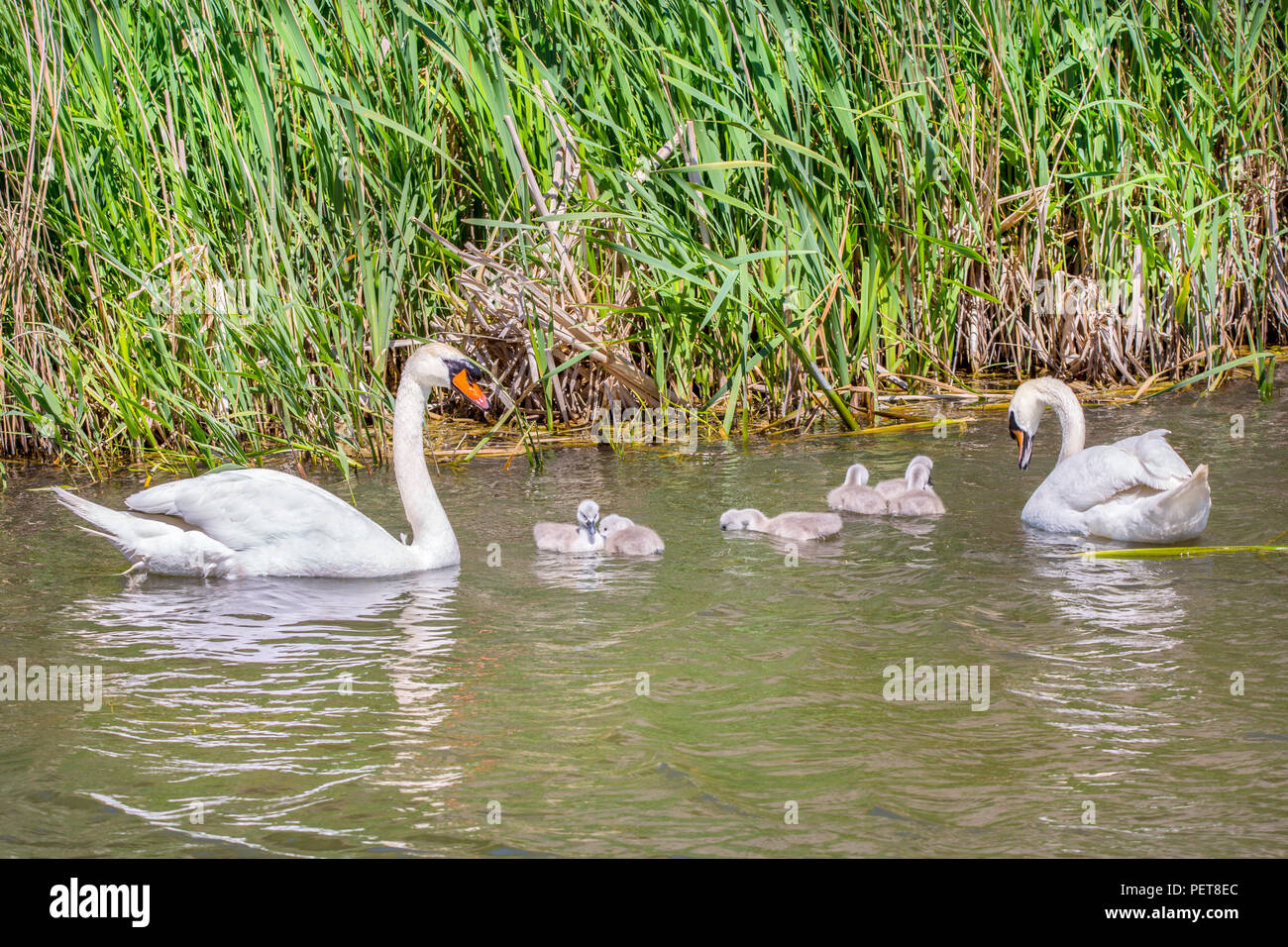 Family of swans Stock Photo - Alamy