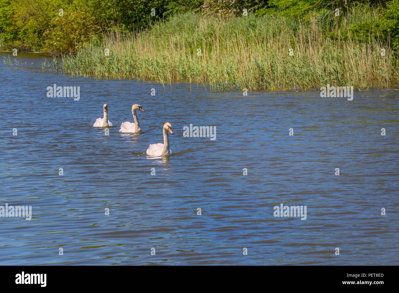 Waterway birds hi-res stock photography and images - Alamy