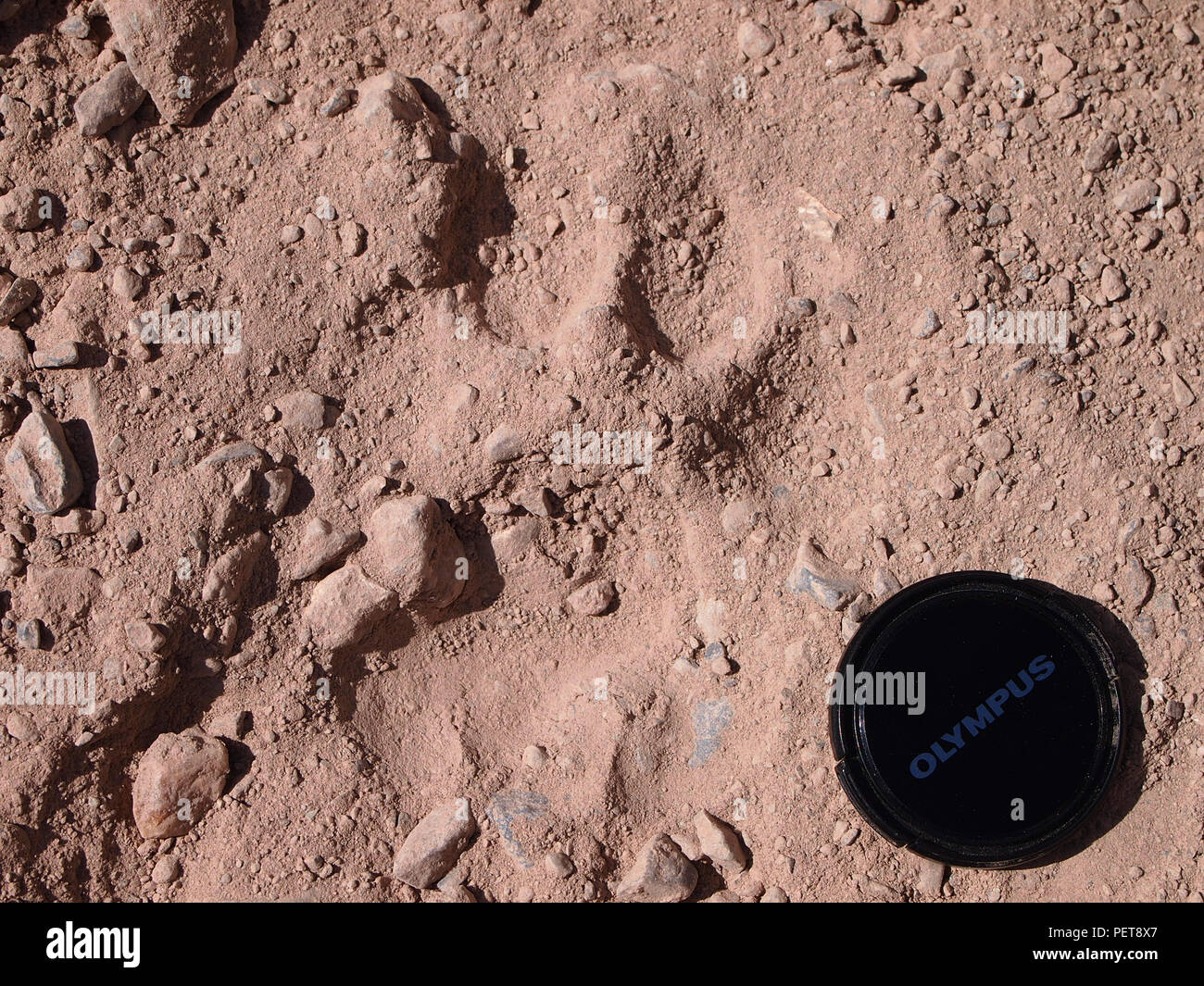 Footprints leopard hi-res stock photography and images - Alamy