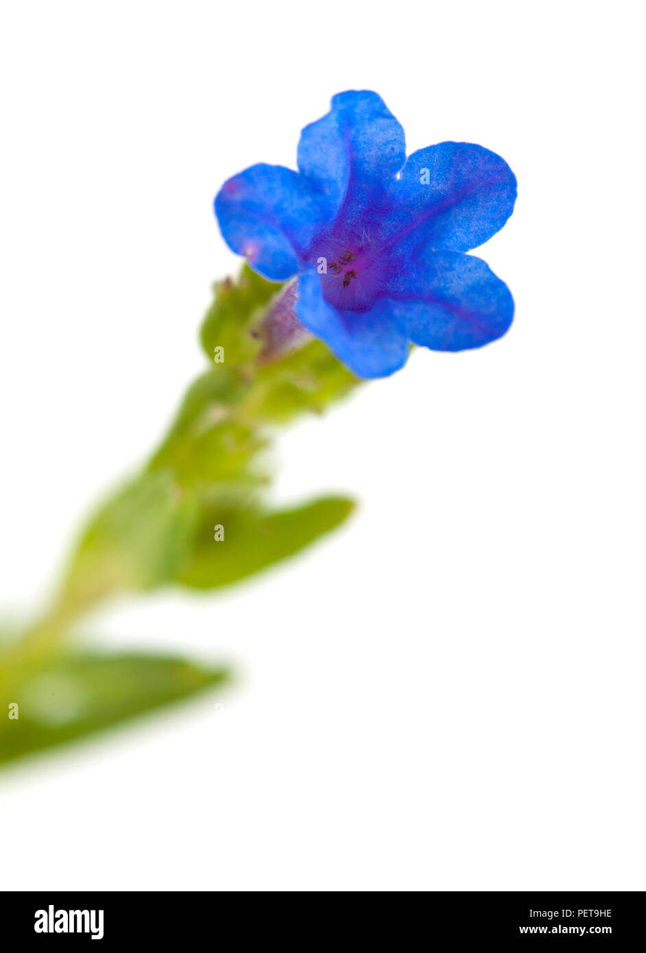 Flora of Cantabria - Lithodora diffusa, purple gromwell, isolated on ...