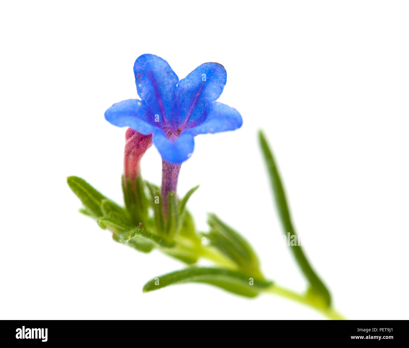 Flora of Cantabria - Lithodora diffusa, purple gromwell, isolated on ...