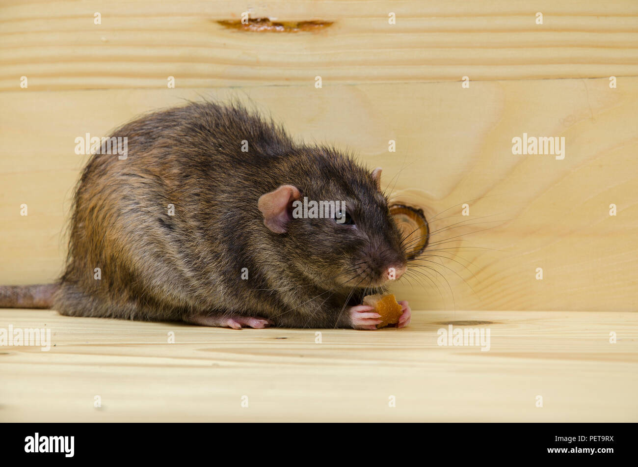 A rat eats a bread rusk on a wooden table Stock Photo - Alamy