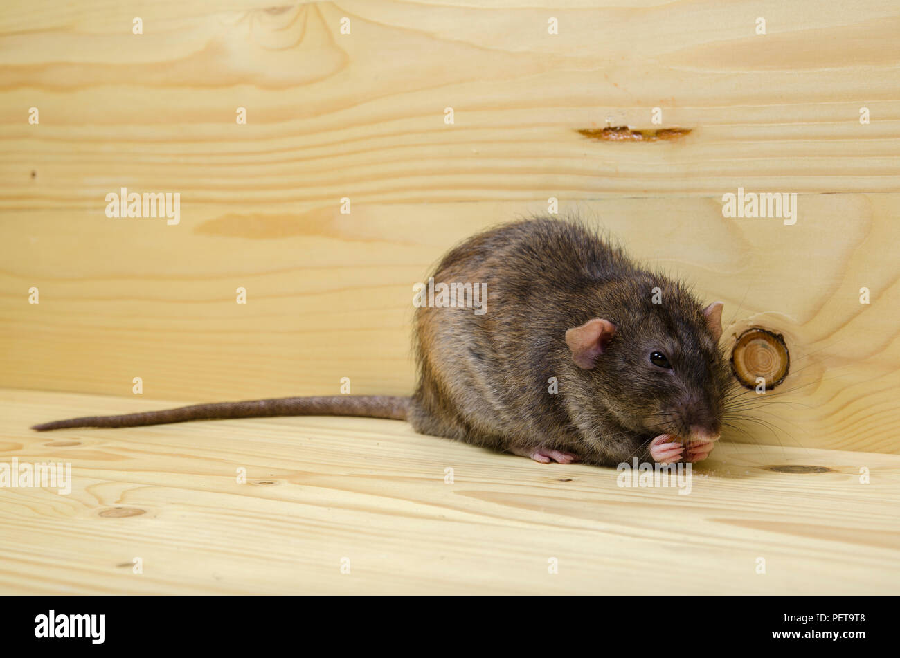 Rat animal eating bread hi-res stock photography and images - Alamy
