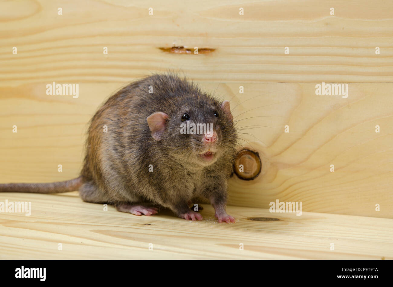 Rat animal eating bread hi-res stock photography and images - Alamy