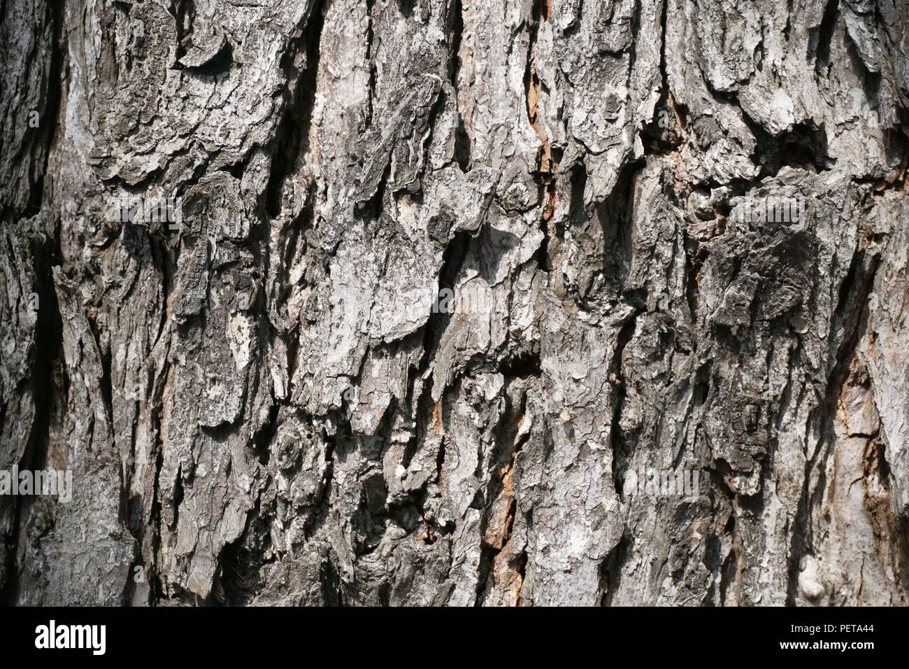 photo of tree bark pattern desktop background Stock Photo - Alamy