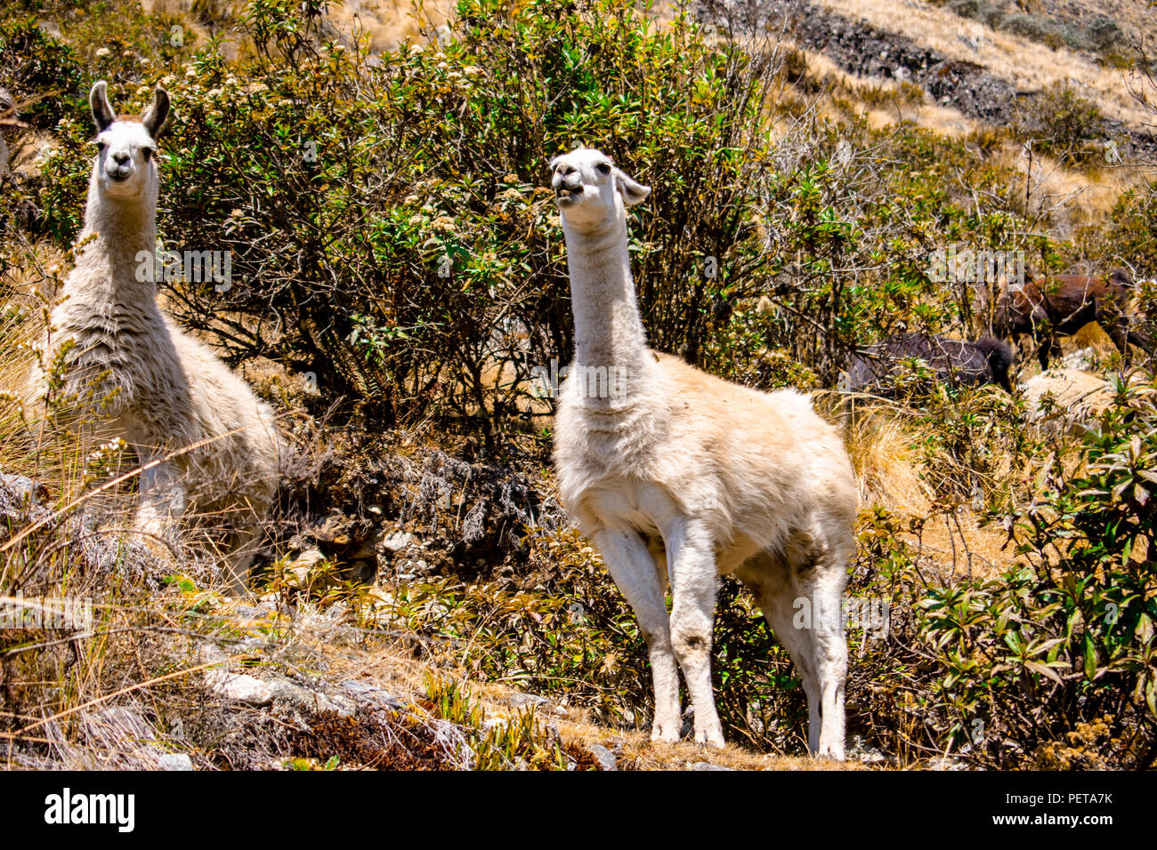 Llama alpaca walking hi-res stock photography and images - Alamy