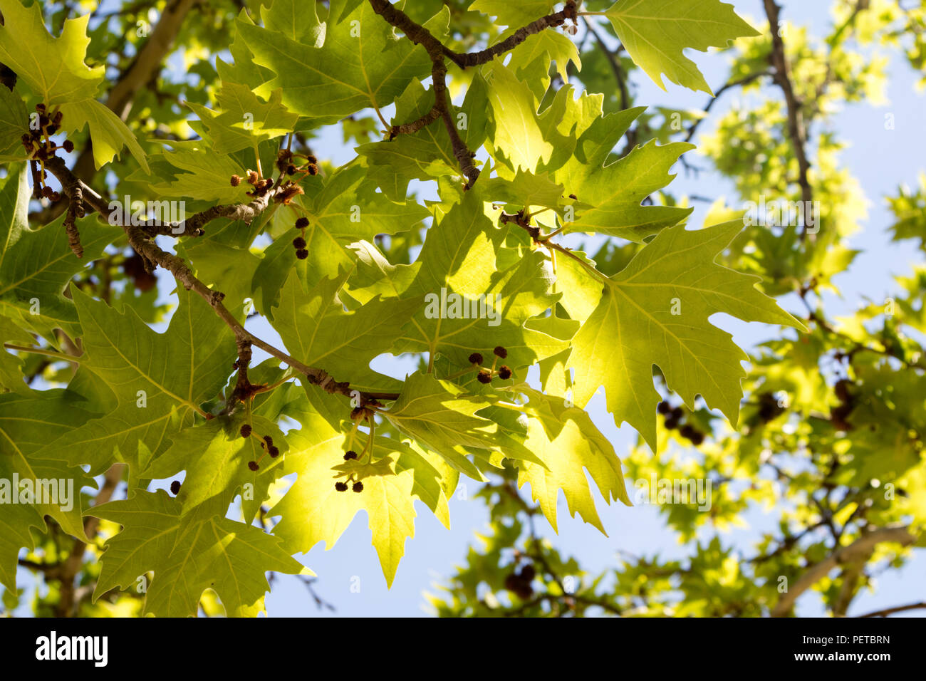Burst of plant leaves hi-res stock photography and images - Alamy