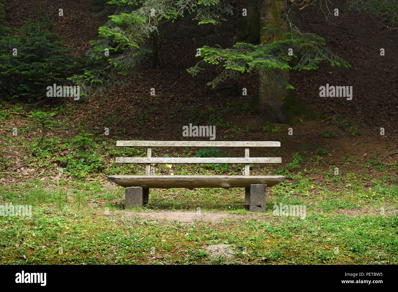 Wooden bench in forest Stock Photo - Alamy