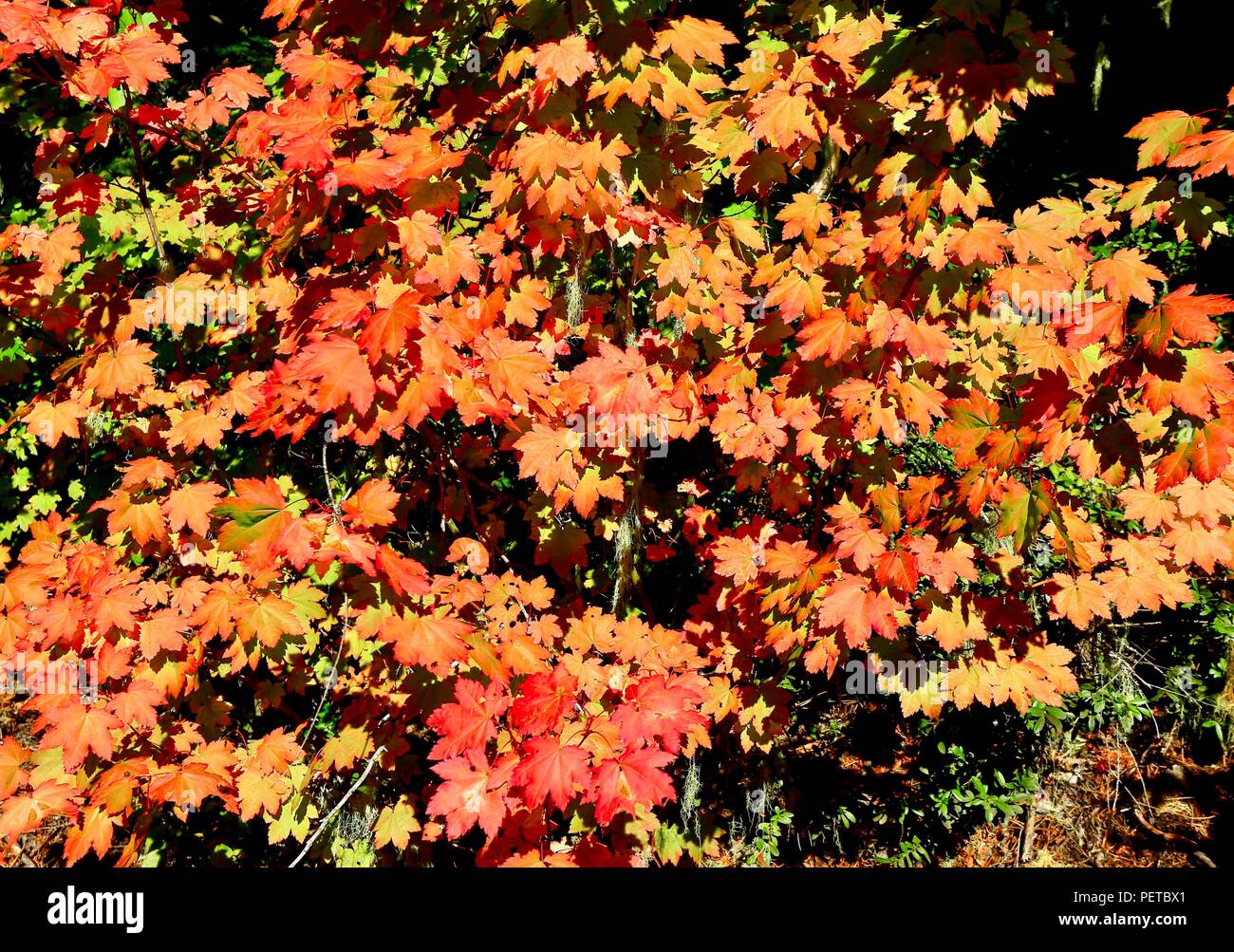 Fall maple hi-res stock photography and images - Alamy