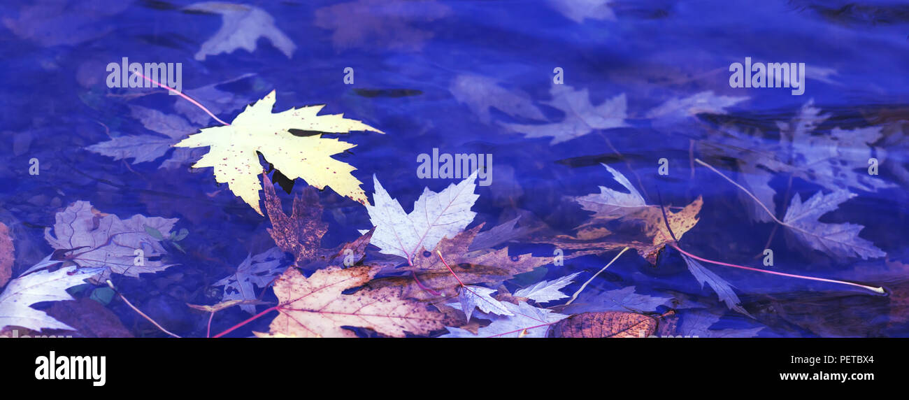 Colorful rusty leaves of the maple tree. Autumnal foliage on the ...