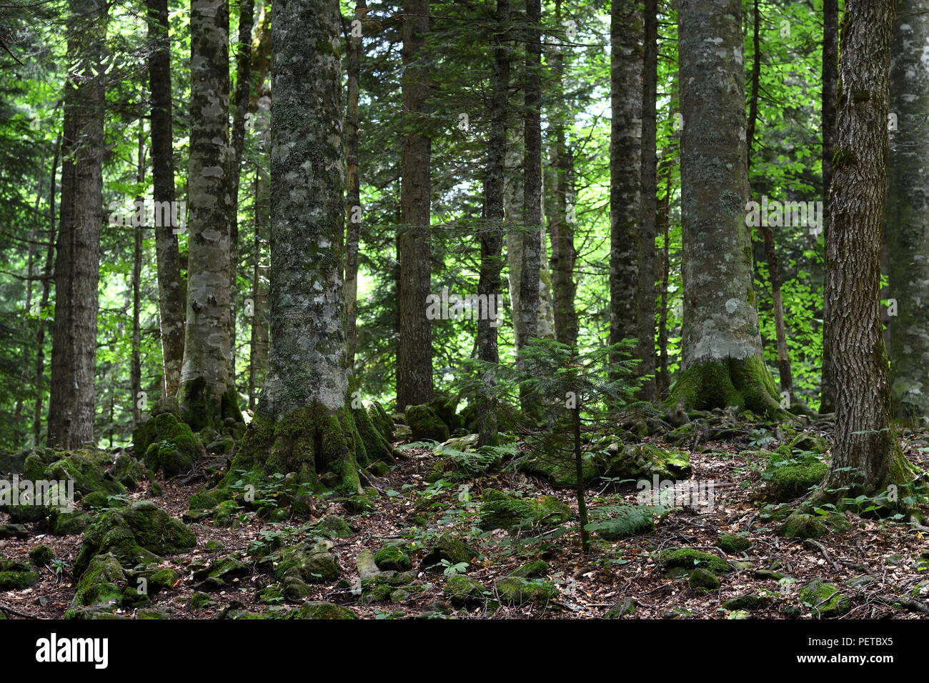 Trees in deep forest Stock Photo - Alamy