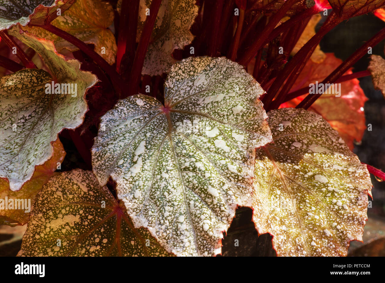 Begonia plant hi-res stock photography and images - Alamy