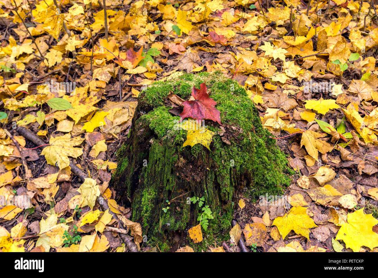 Mossy old tree stump with colorful red and yellow maple leaves. Forest ...