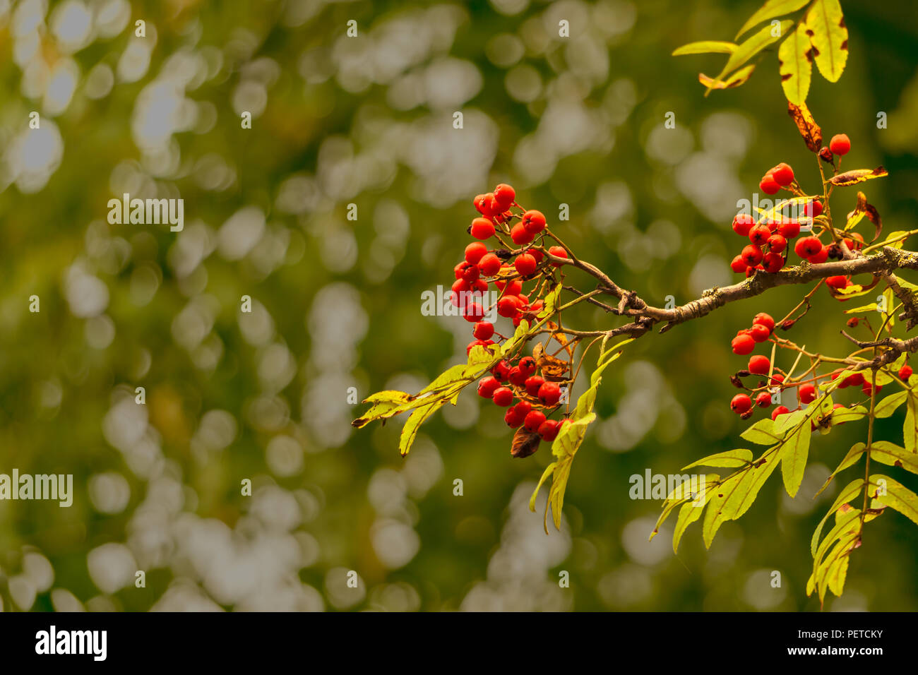 Beautiful rowanberry hi-res stock photography and images - Alamy