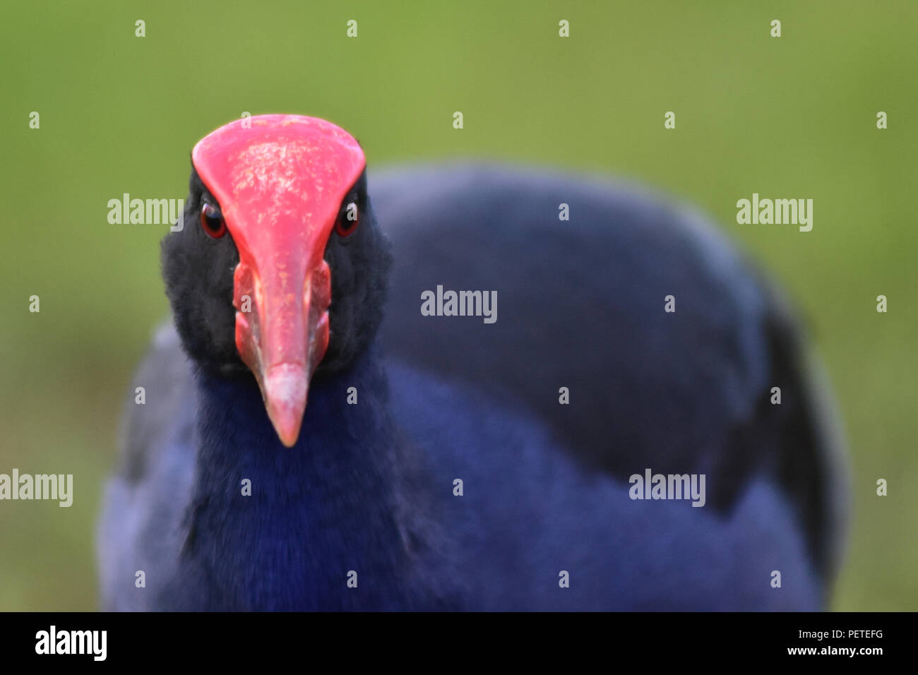 Pukeko native new zealand bird hi-res stock photography and images - Alamy