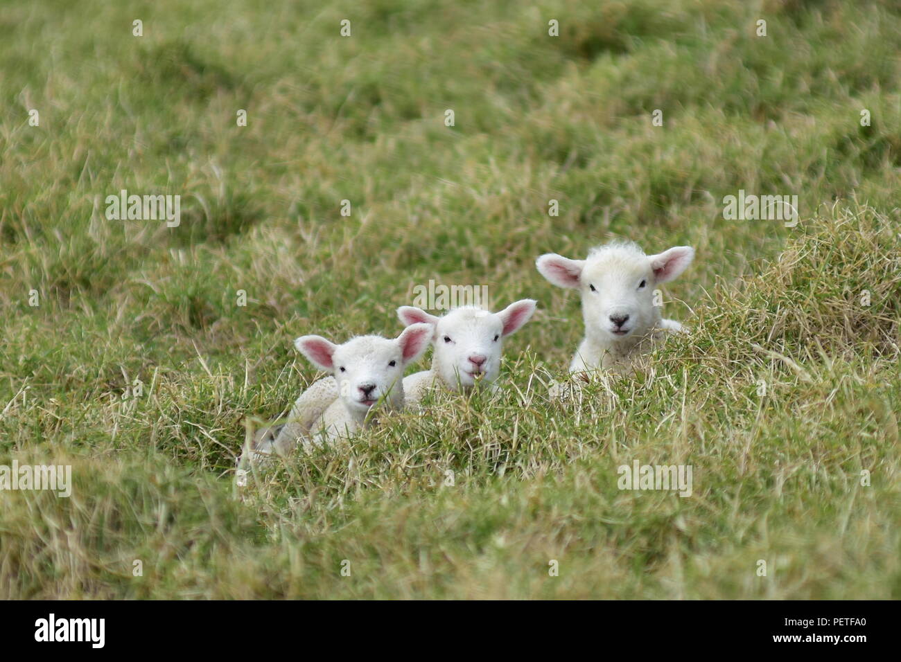 Three isolated young lambs resting in grass on slope looking straight ...