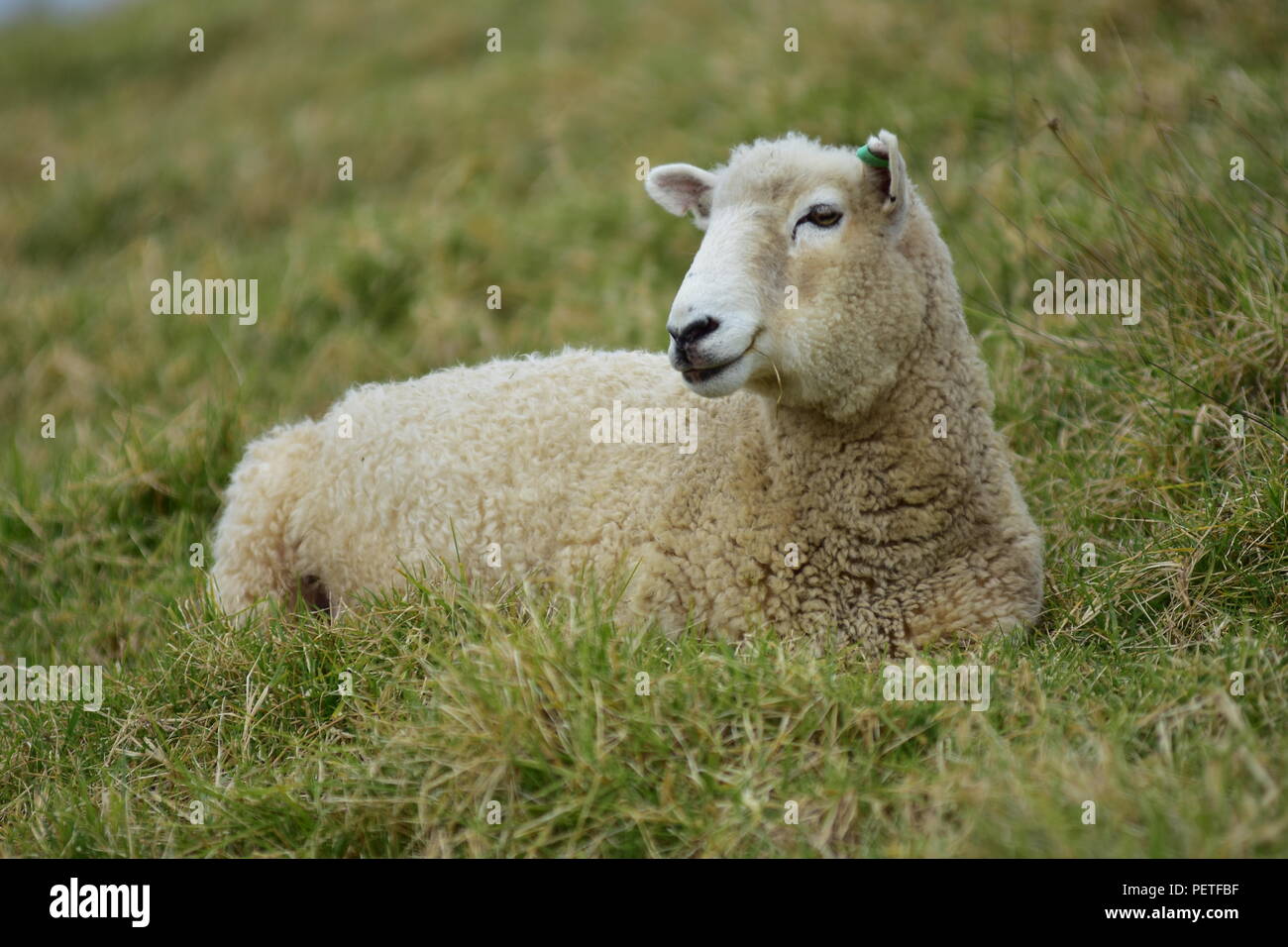 Adult resting on grass hi-res stock photography and images - Alamy