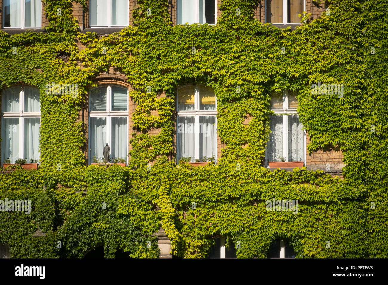 old building facade overgrown with ivy plant Stock Photo - Alamy