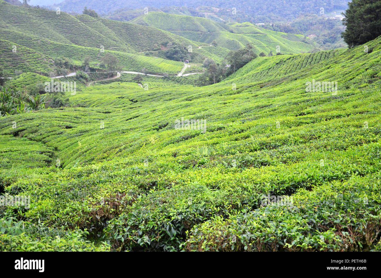 Tea plantation located in Cameron Highlands, Malaysia Stock Photo - Alamy