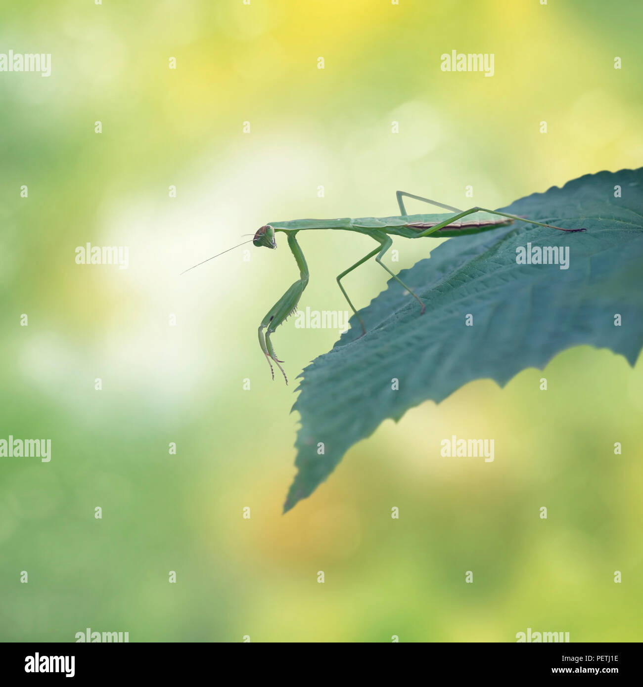 Female mantis on a green leaf hi-res stock photography and images - Alamy