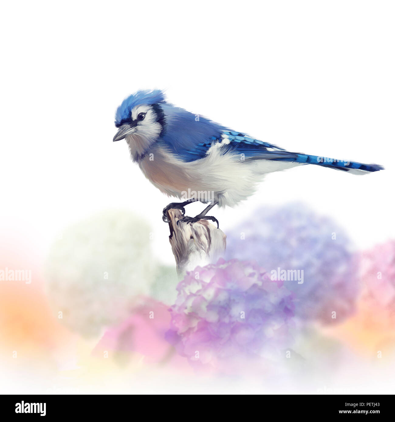Blue Jay Watercolor