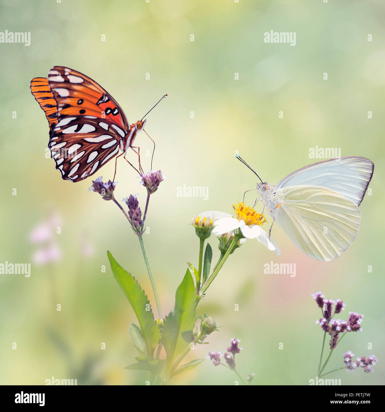 Great southern white butterfly hi-res stock photography and images - Alamy