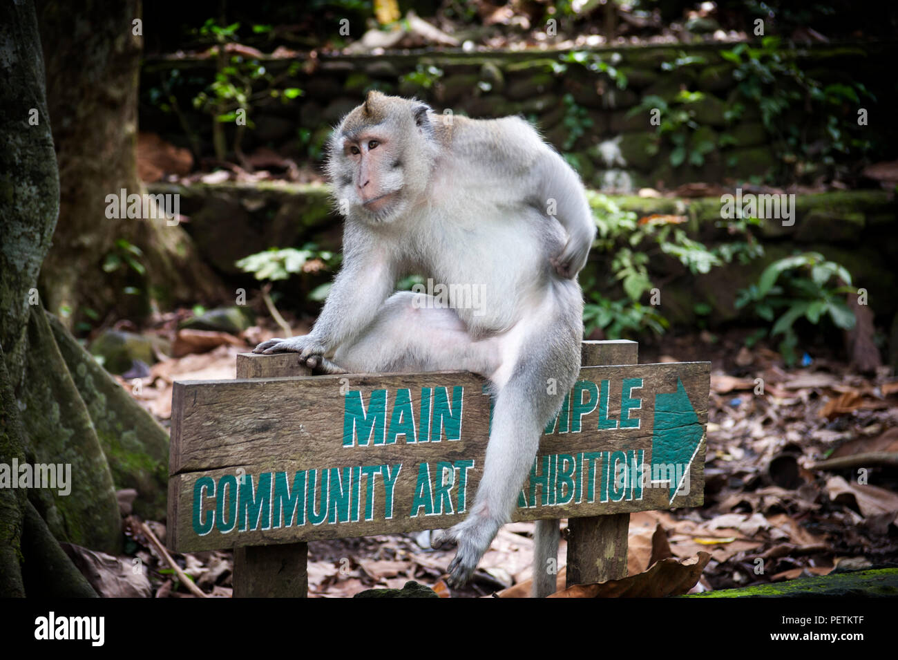 Bali Indonesia: Ubud Monkey Forest Stock Photo - Alamy