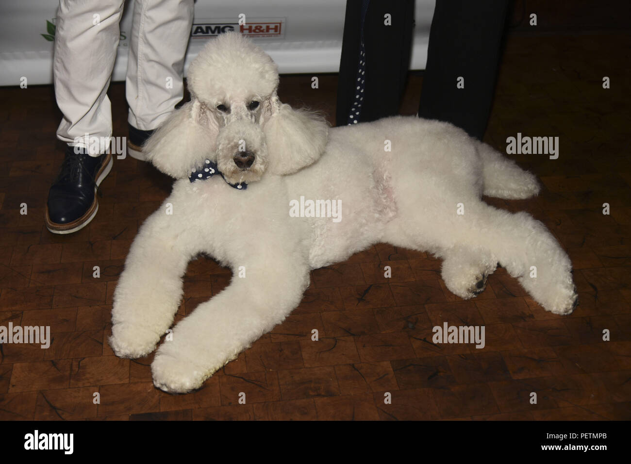 Judy jeanine pirro poodle dog hi-res stock photography and images - Alamy